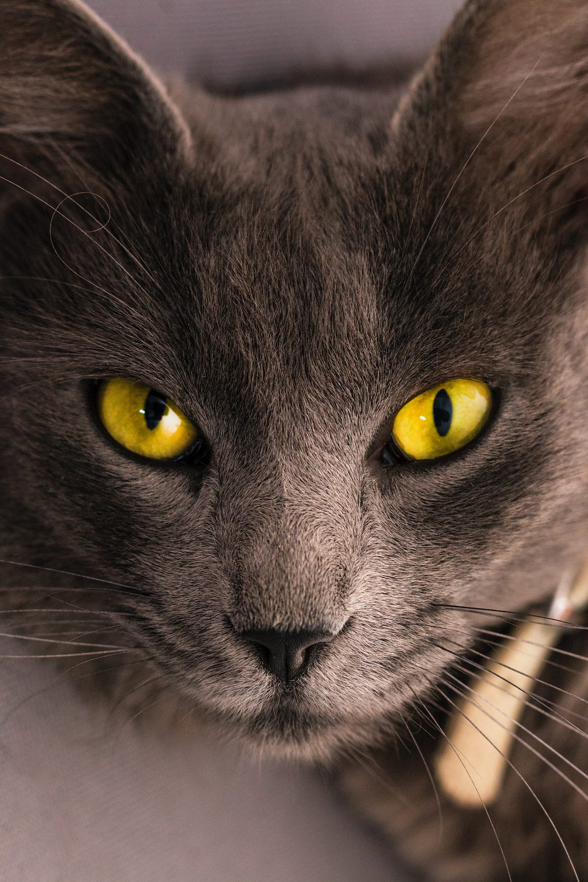 Are cats getting dumber and dumber? — Their brains are shrinking. | by ...