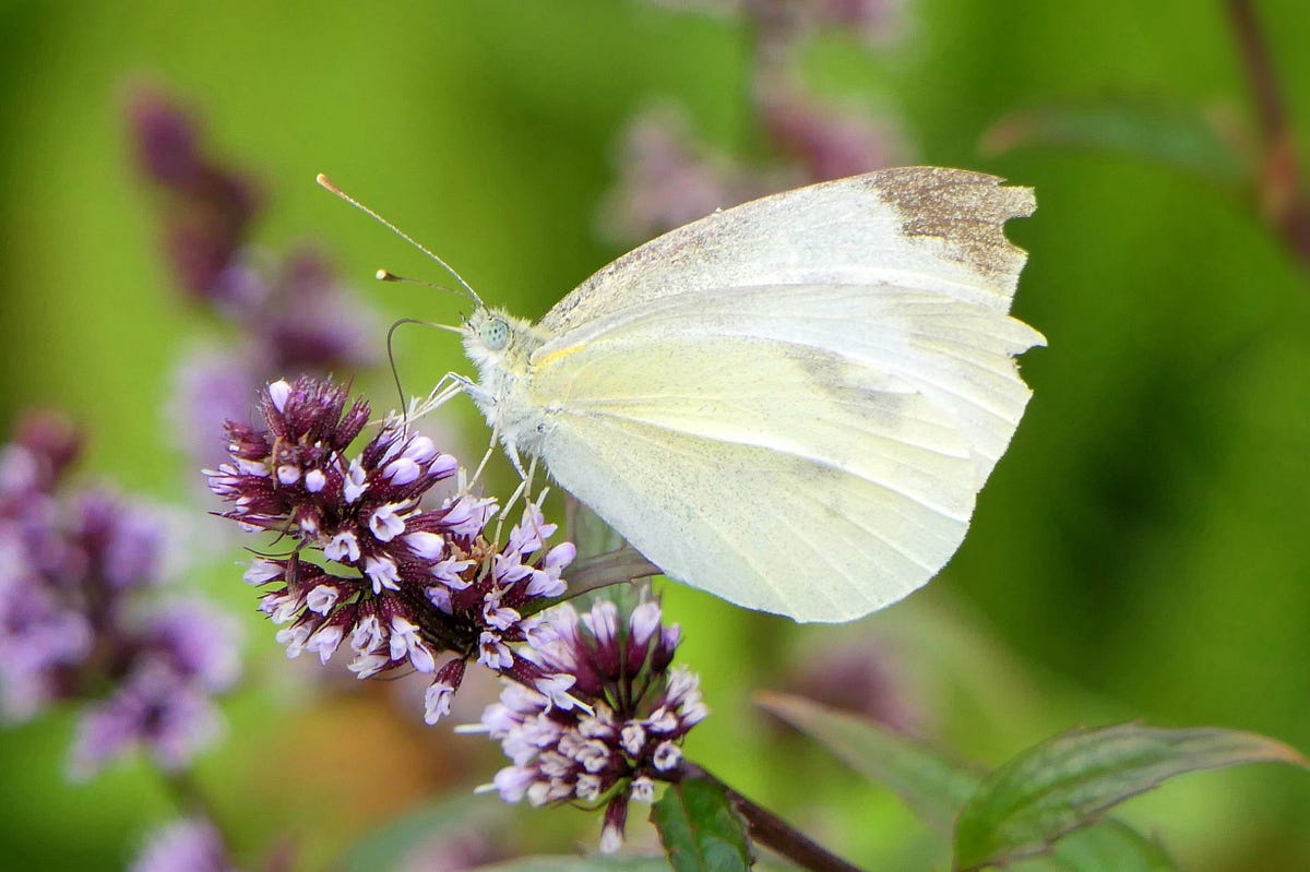 The Little White Butterfly. Remembering her cocoon | by Paulette Tomasson | Scribe | Medium