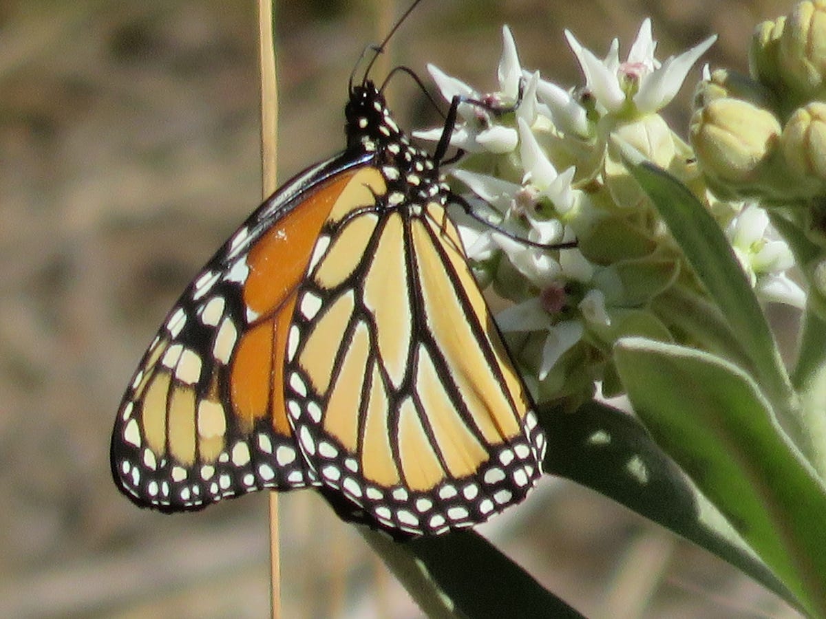Documenting a decline in monarch butterfly populations | by The ...