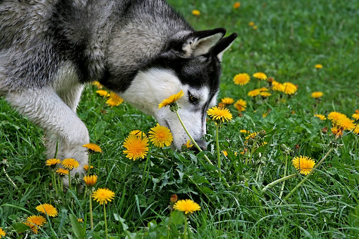 How to easily make your dog’s food fun! | by Corine Graham | Medium
