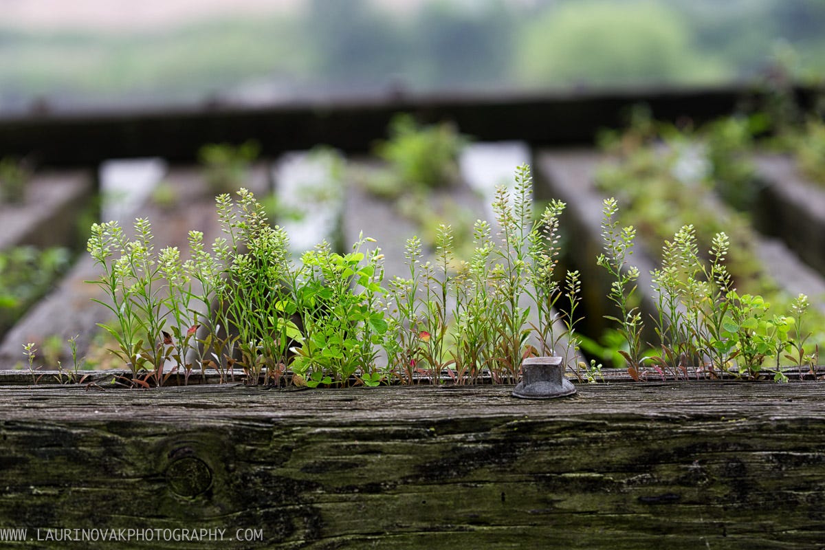 You Belong Among the Wildflowers. Random finds in my photos | by Lauri ...