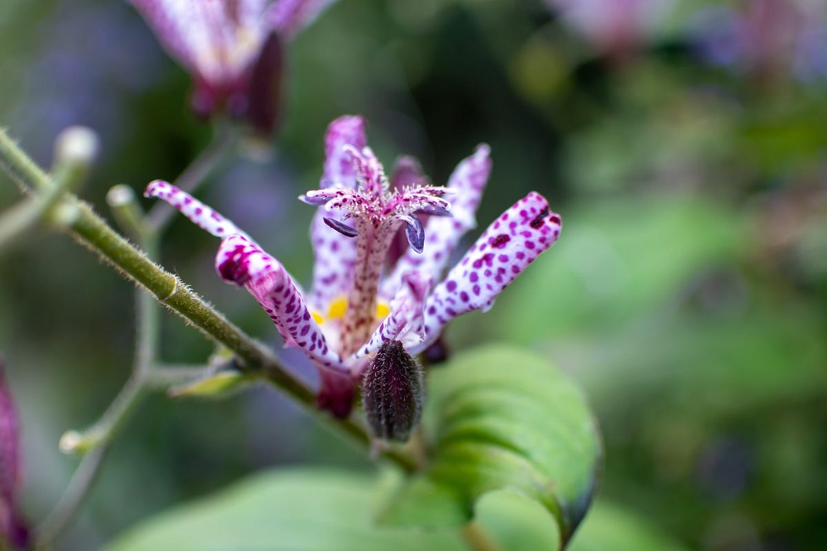 What is a late bloomer, and are you one? | by Annette Schaefer | Medium