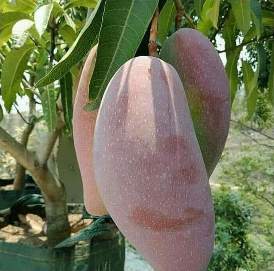 Bibit Mangga Red Ivory Okulasi Blora Berkualitas | by pradipa bibit ...