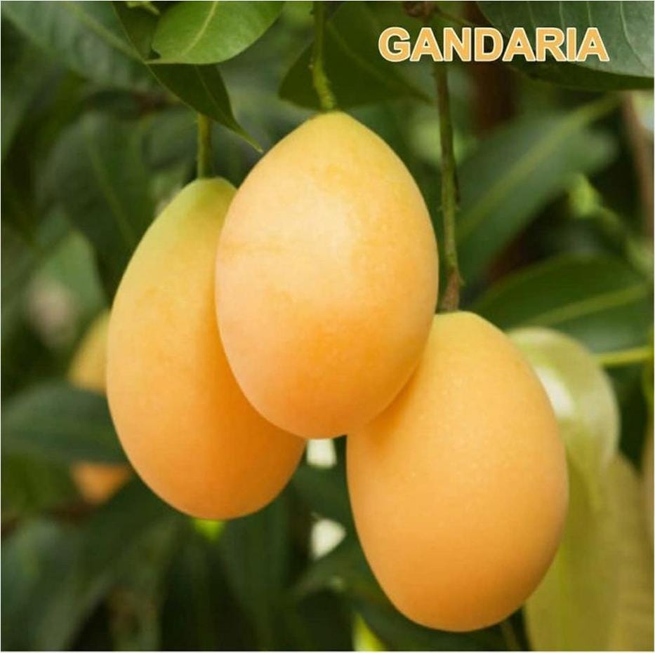 Code Bibit Tanaman Buah Gandaria Thailand-Bibit Manis Purworejo ...