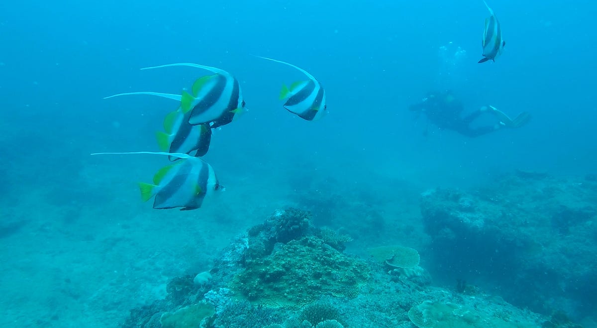 Going Diving in Paradise. Off a tropical island in the Indian… | by ...
