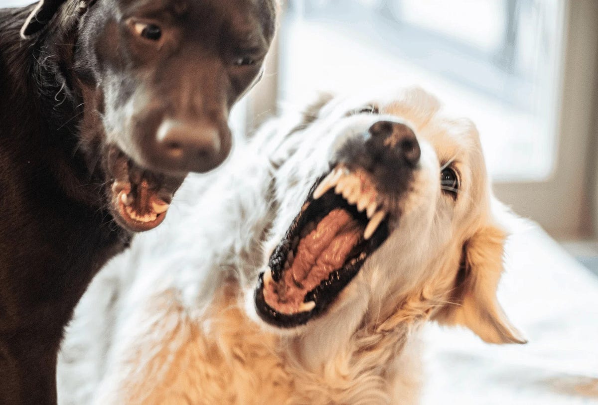 How to Prevent Dog-on-Dog Conflict at Home | by Julia Charl | Medium