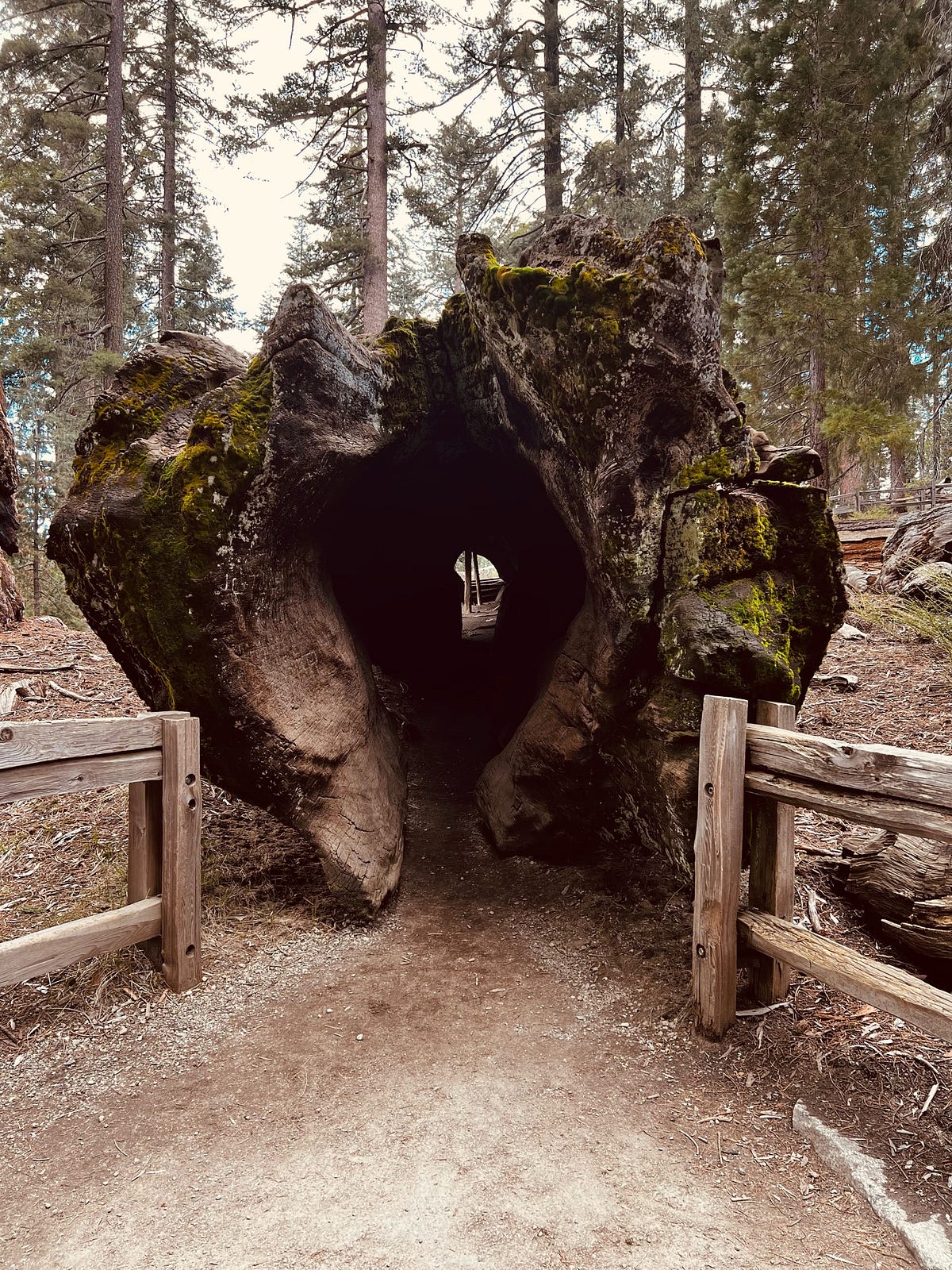 🌲 The Tree That Fell and Kept Living | by Sodium Chloride | Jul, 2025 ...