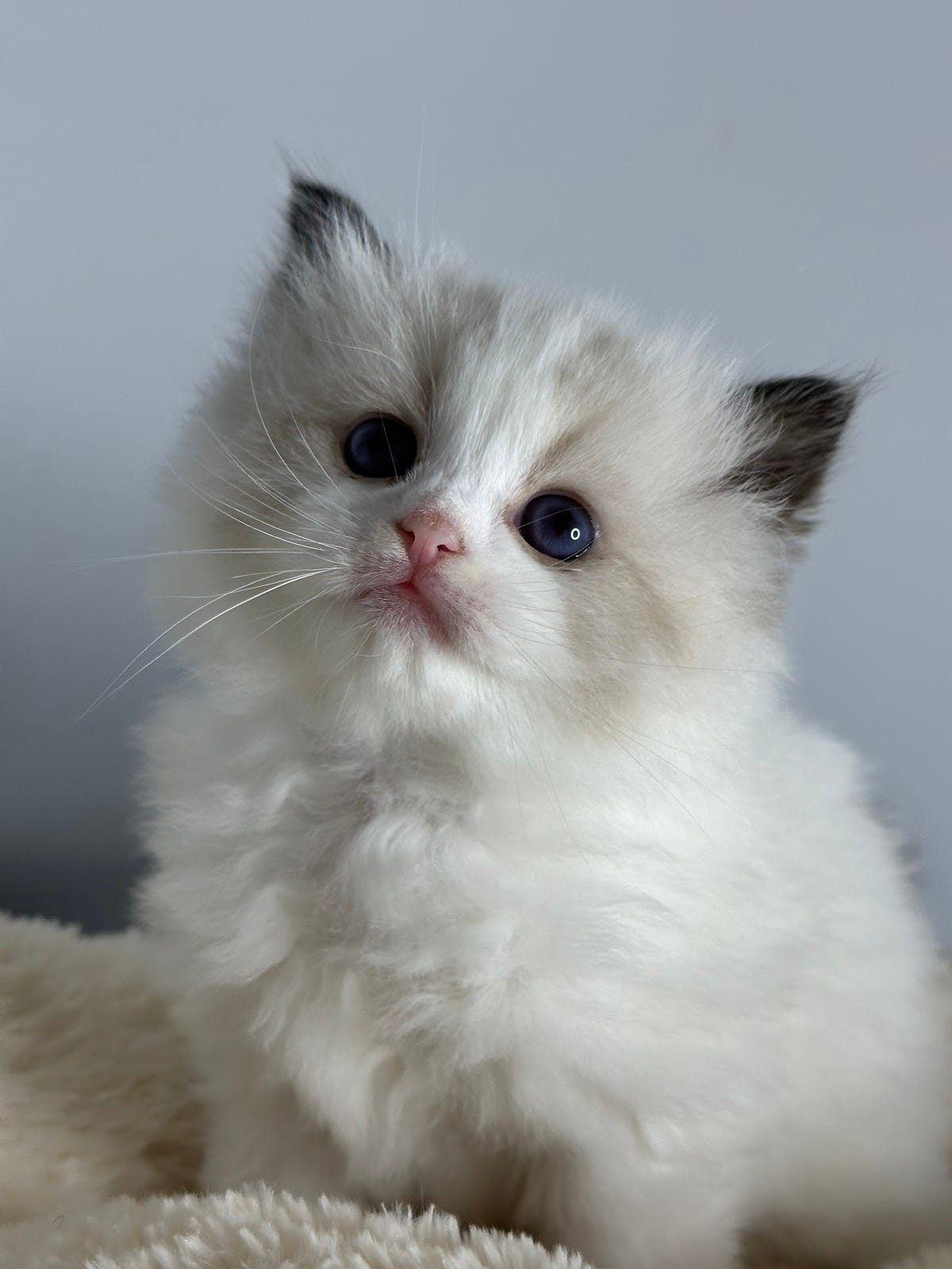 Things To Know About Ragdoll Cats at Stephanie Daley blog