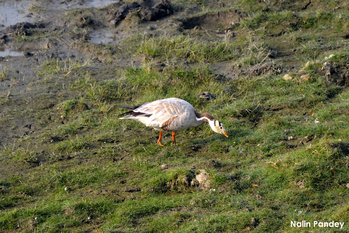 World Migratory Birds Day. We all love to travel, don’t we? Be it… | by Nalin Pandey | Medium