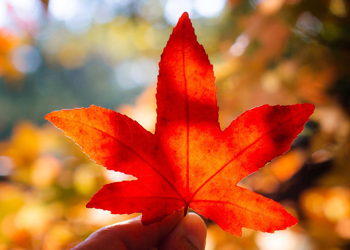 Fall in Love with a Leaf. Whether you love the foliage or despise… | by ...