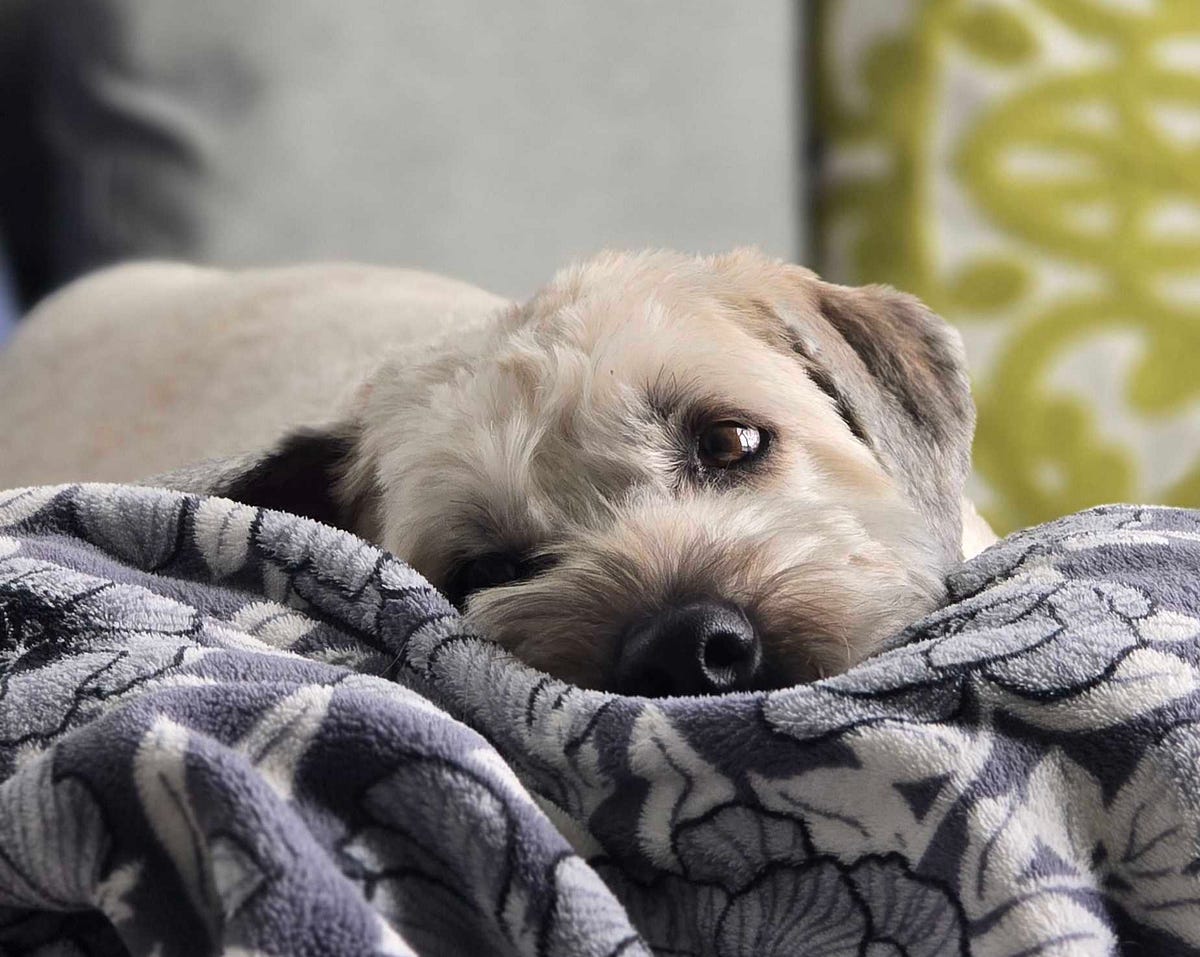 My Dog Understands Probability Better Than I Do | by Mike Dupre | Jan ...