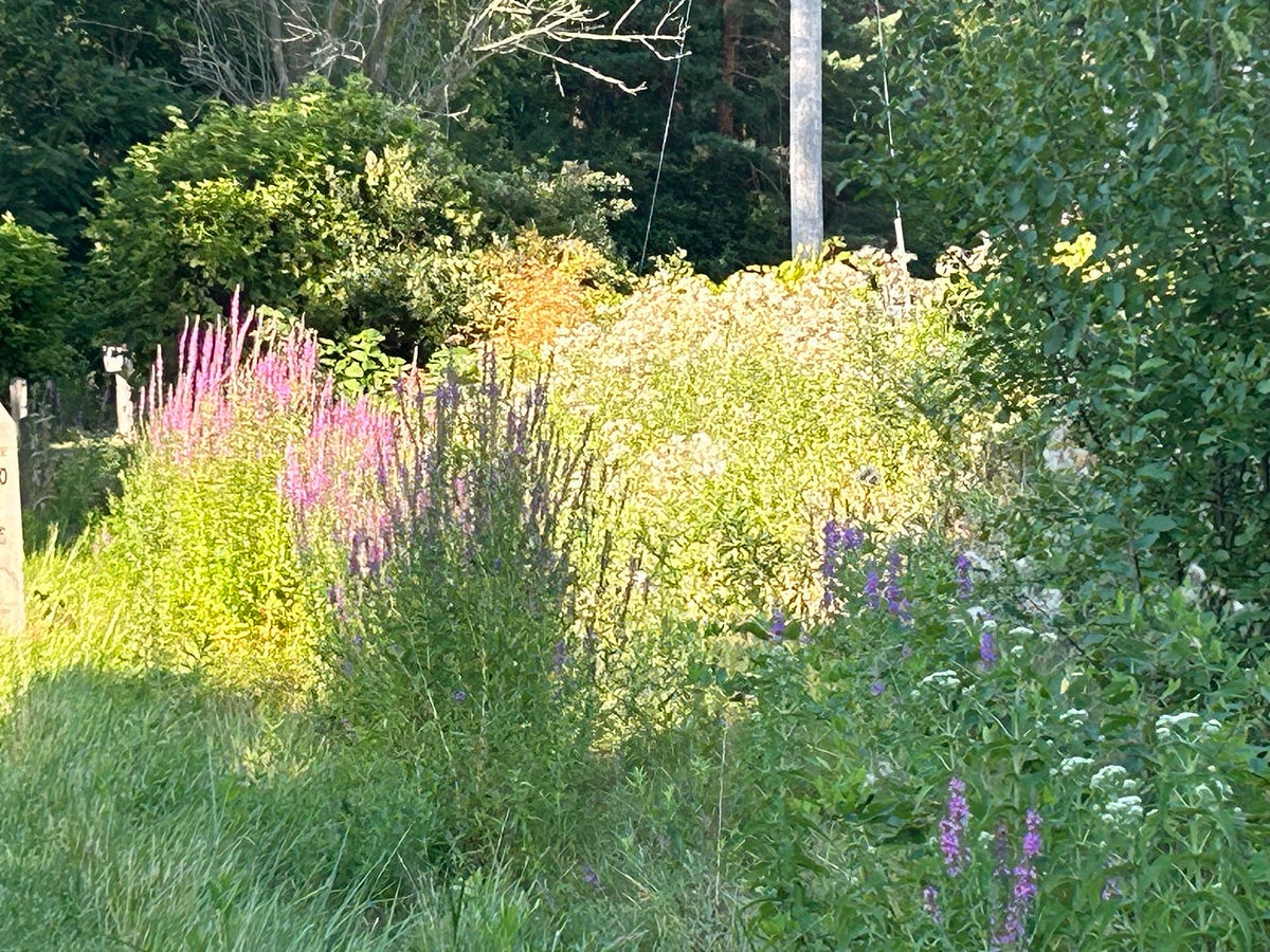 Living as a Chameleon: My Journey with Undiagnosed Autism | by Ophelia ...