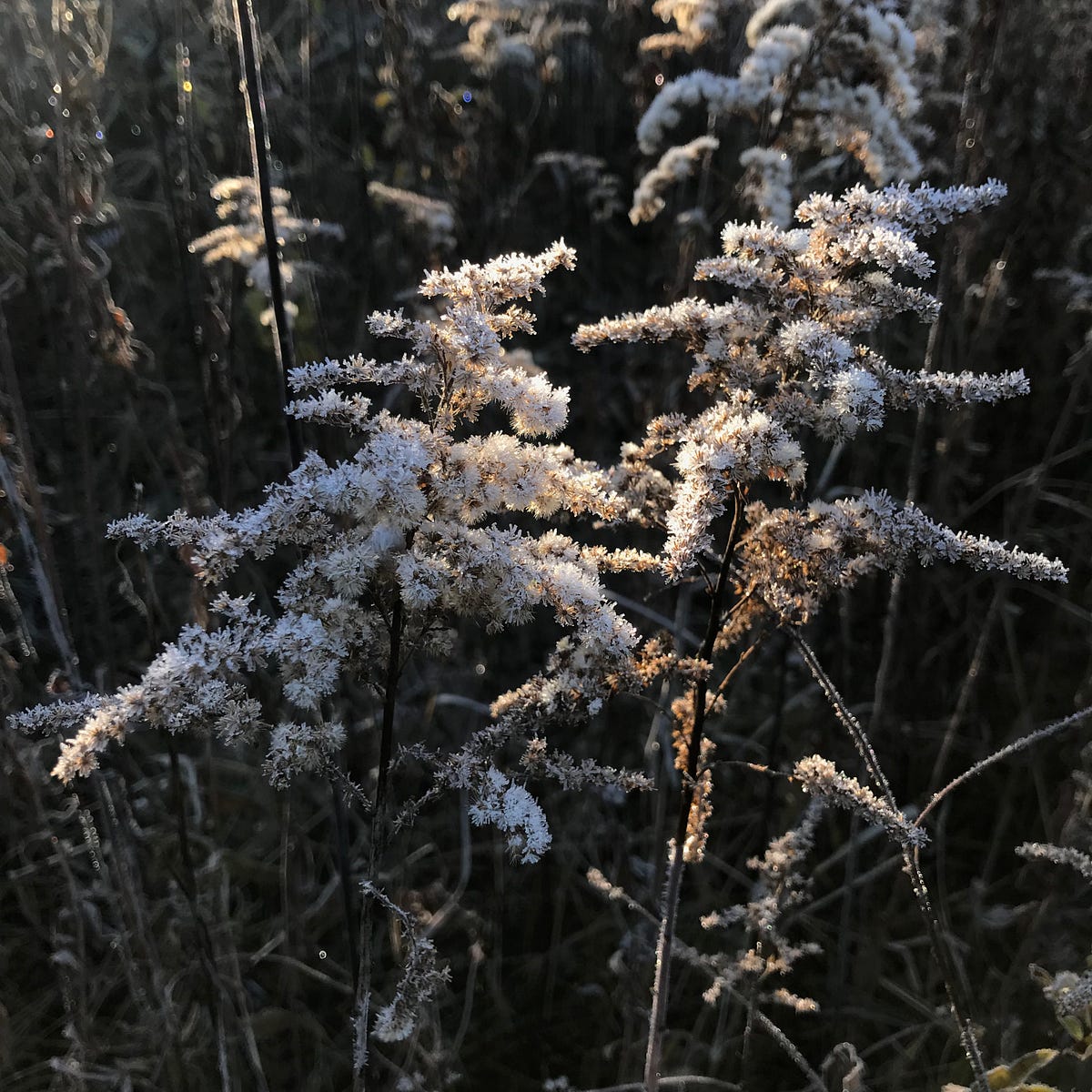 Goldenrod with Morning Frost - The Daily Cuppa - Medium