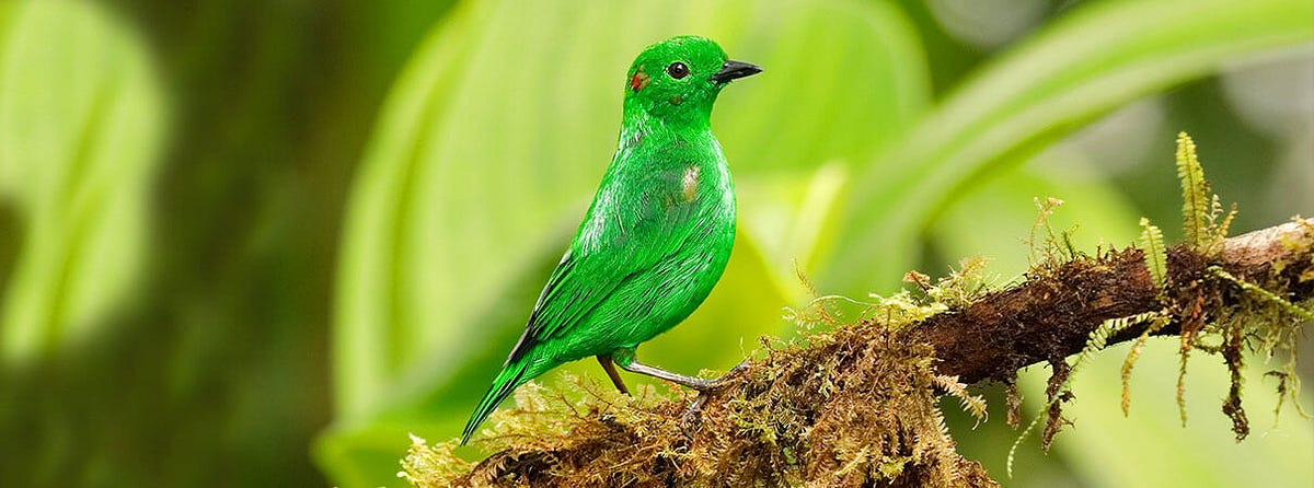 Little Green Bird - Mariyah Sawati - Medium