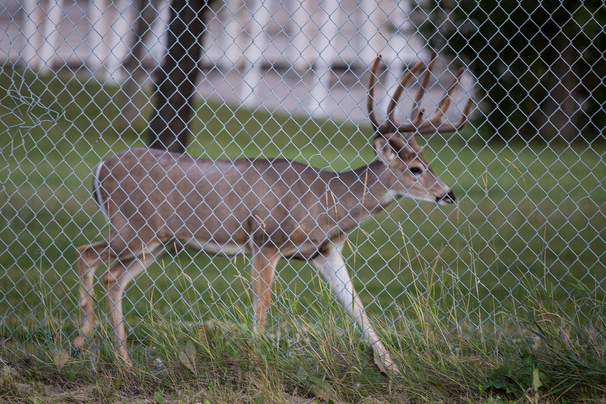 South Edmonton’s surprising deer paradise | by Mack Male | Taproot ...