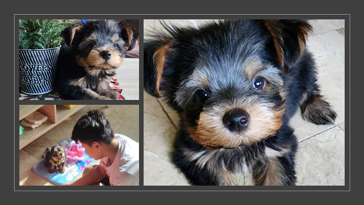 Pawsitively Pawsome: Celebrating Puppy Day with Love & Joy | by Stephen ...