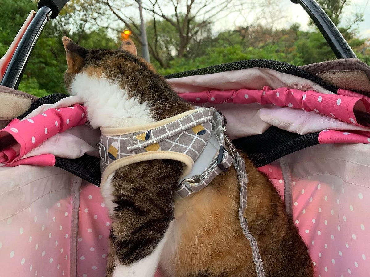 Android 推坑 Jetpackcompose 之 Listview Recyclerview 篇 黃得瑜 Medium