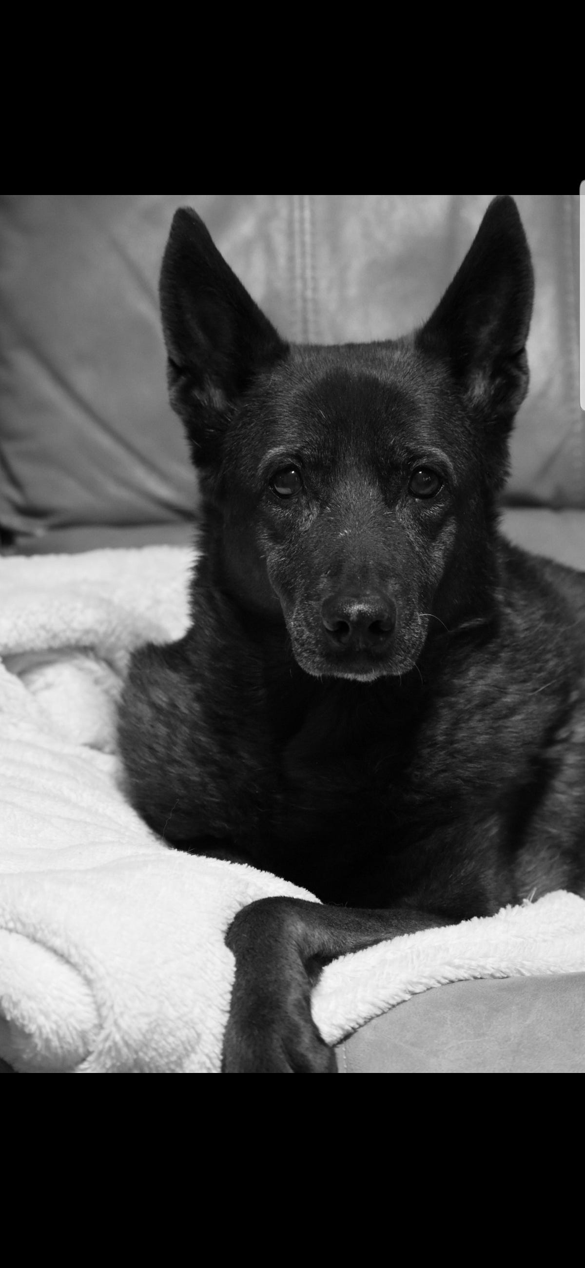The Unexpected Healer: How a Stray Dog Mended Our Broken Hearts | by Z ...