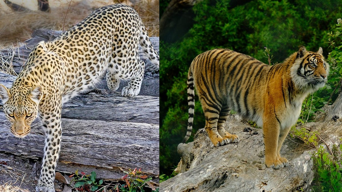 Once a Hunter Always a Hunter | JACrispin | Creative Juice!