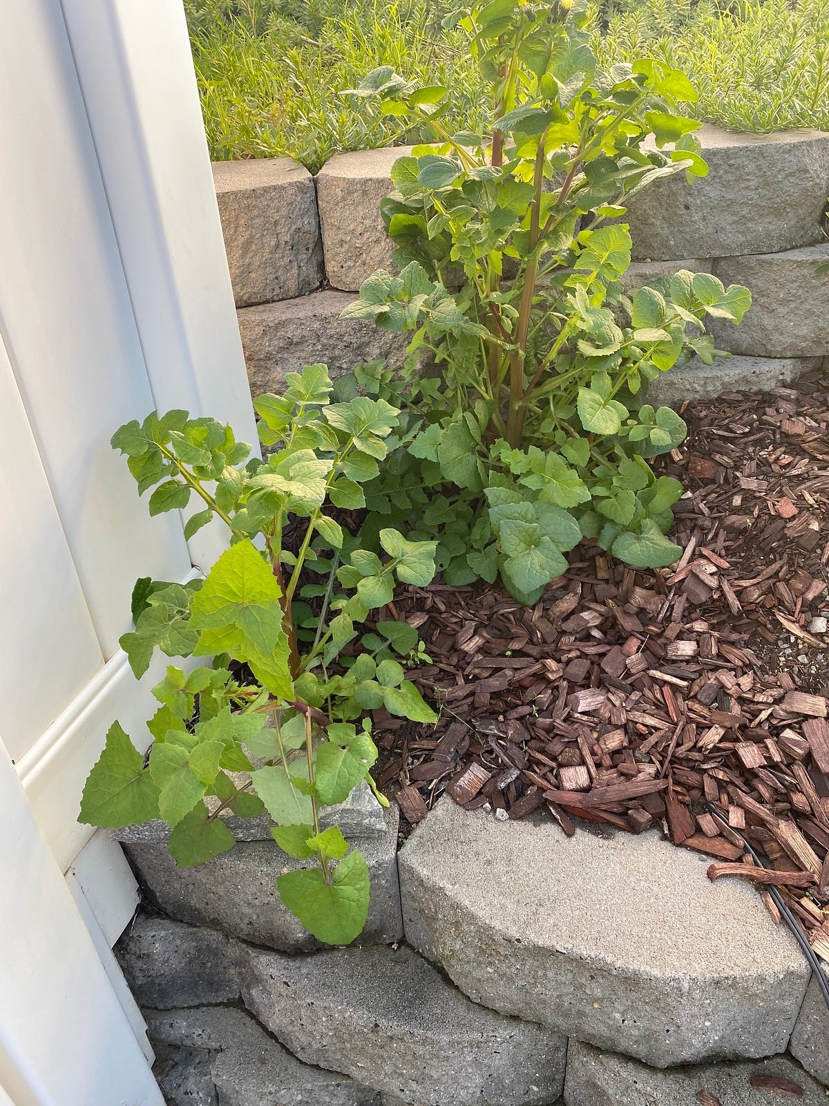 My Weeds Are Growing Like Weeds - The Daily Cuppa - Medium