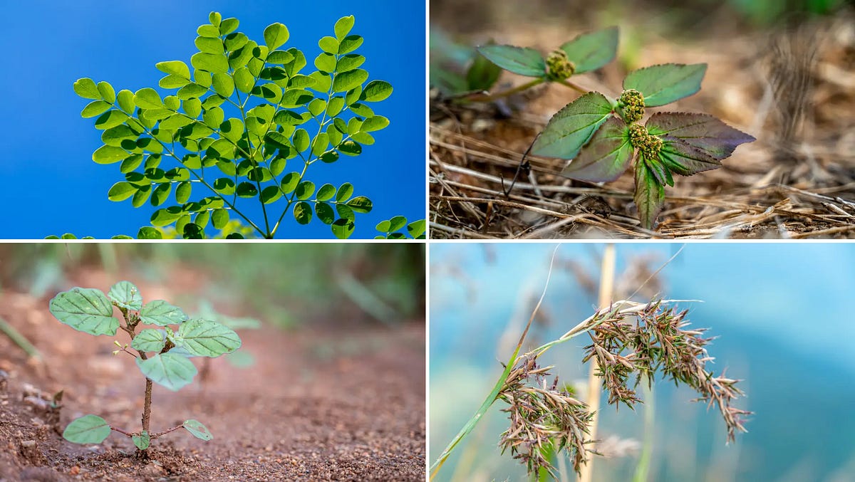 Beautiful Plant Images with 90+ collections: Part 9 on NaturePicStock ...