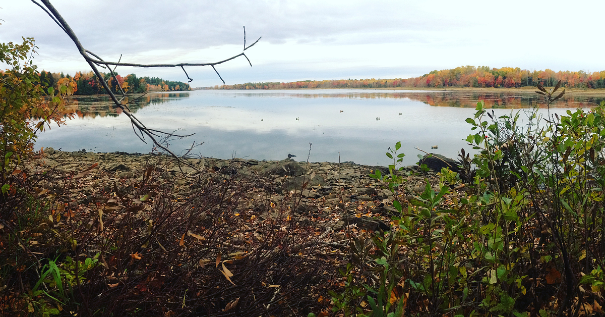 Morning of Ducks. petrichor: the smell of rain on dry… | by Shelby ...