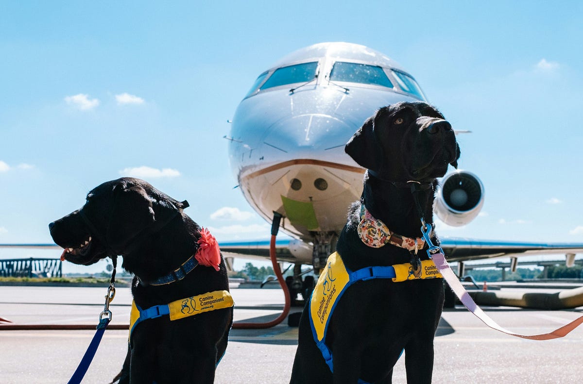 How to Add Pet to Delta Flight: A Comprehensive Guide | by Alex Walker ...