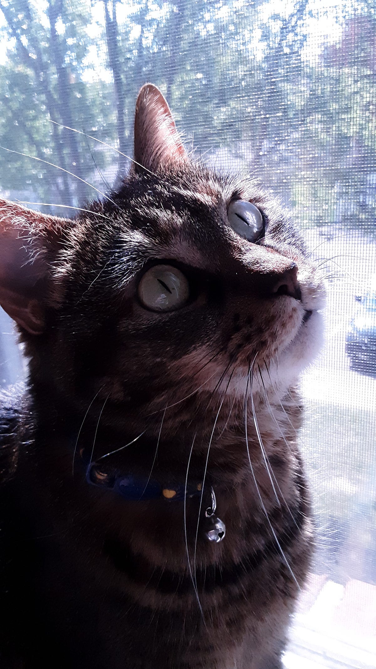 The Curiosity of My Introverted Cat | by Nancy Parish | Catness | Jun, 2024 | Medium