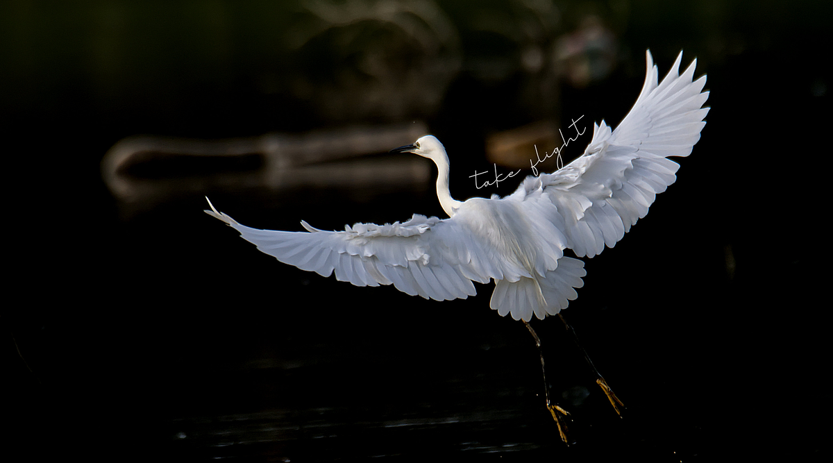 take flight. a diminishing poem, of courage and… | by Sara Y. | Medium