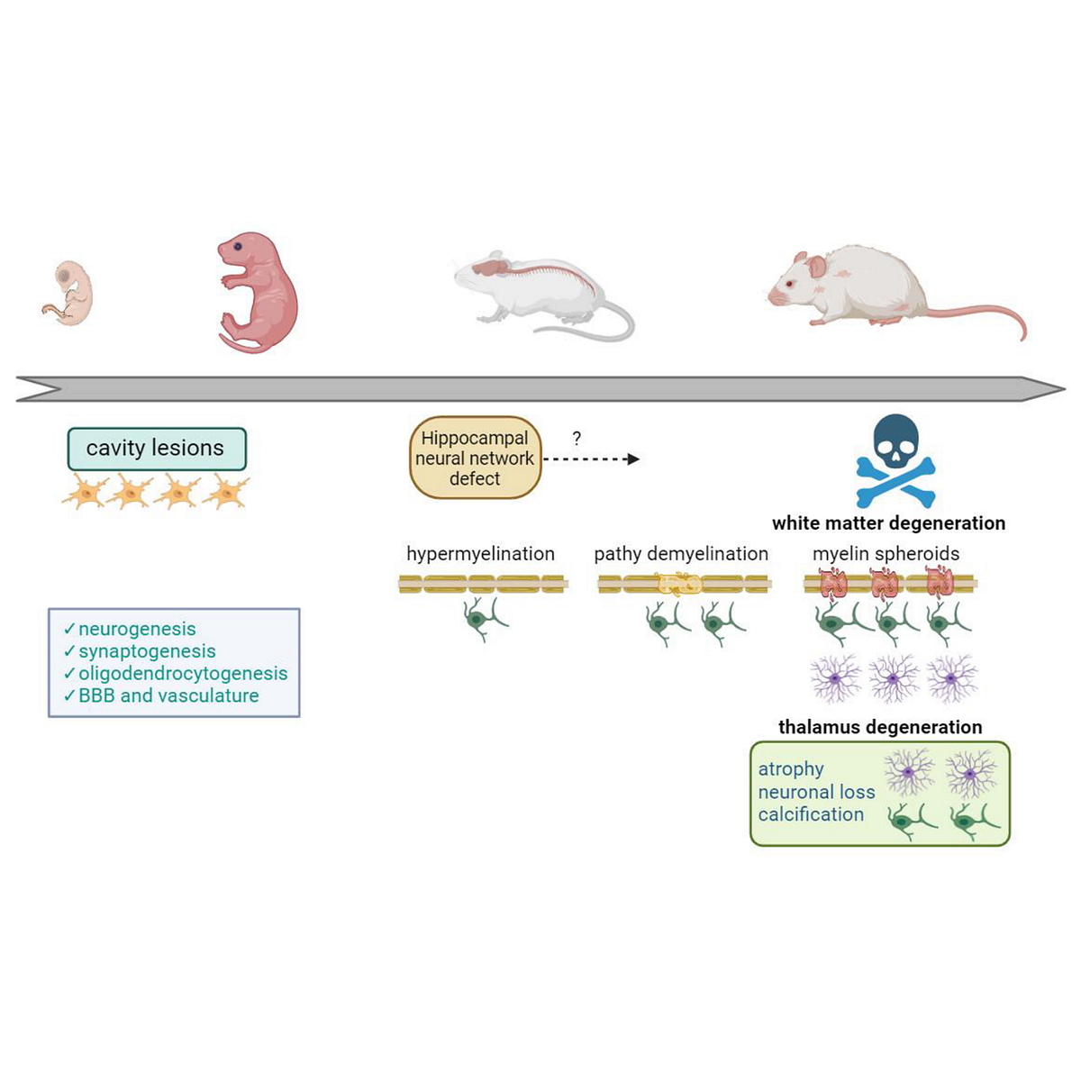 This Week in Microglia — W2. This week I am not going to talk about ...