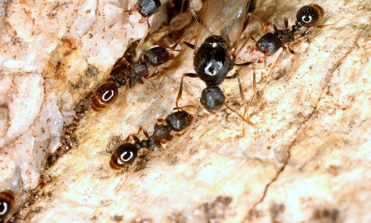 Alpine ants react to a changing planet with violence | by Gary Hartley ...