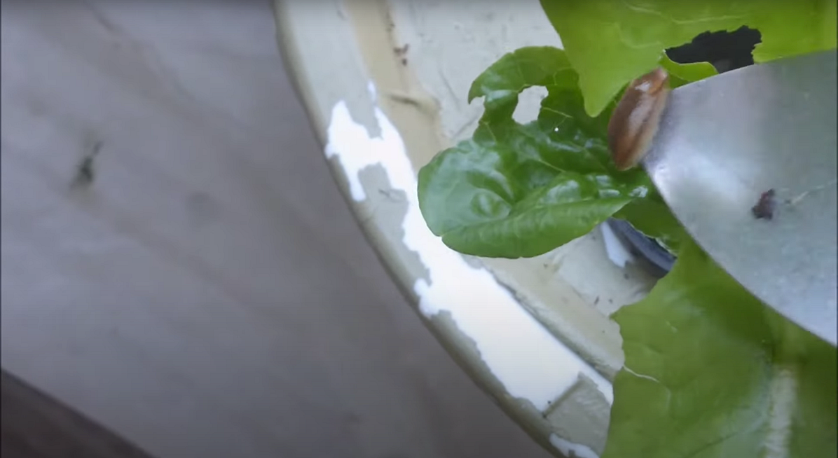 Hydroponic Pests: A Comprehensive Guide to Identification and ...