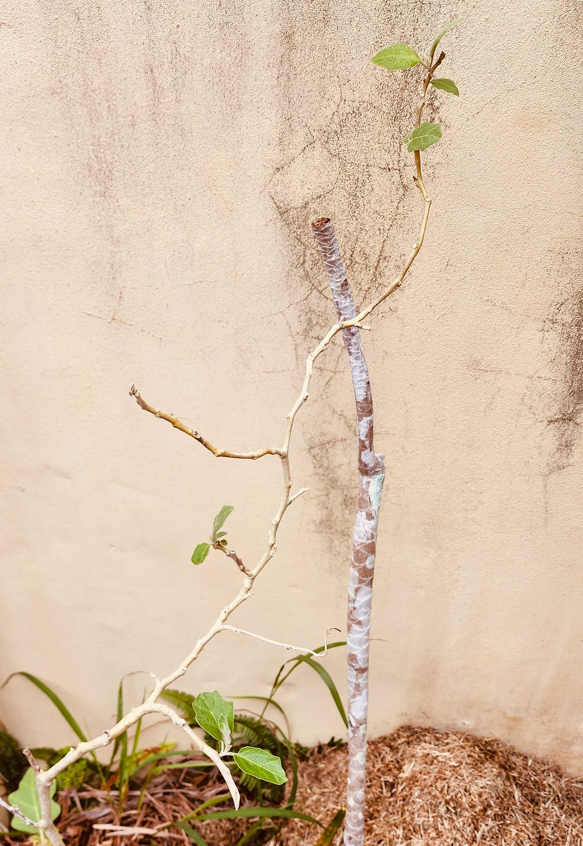 Nascent - iPoetry - Medium