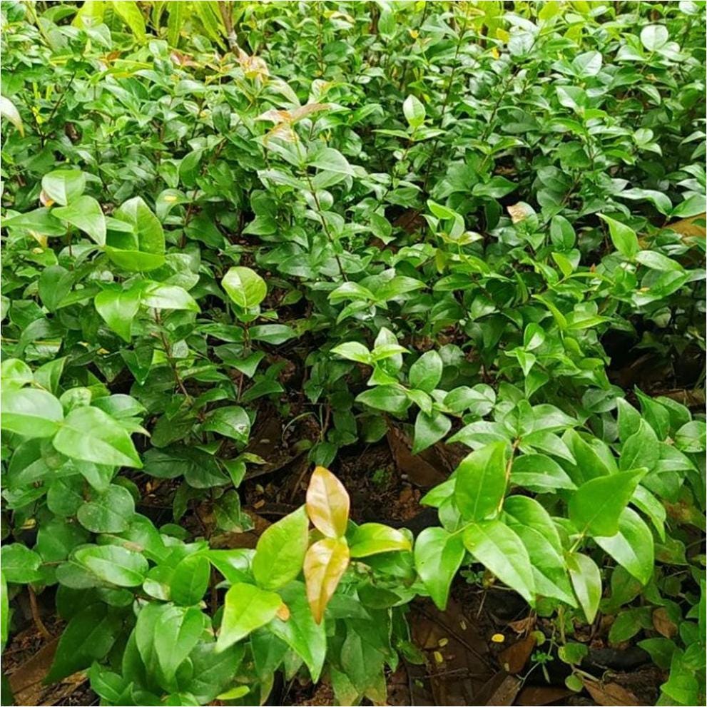 Code Bibit Tanaman Buah Gandaria Thailand-Bibit Manis Garut | by Jasmin ...