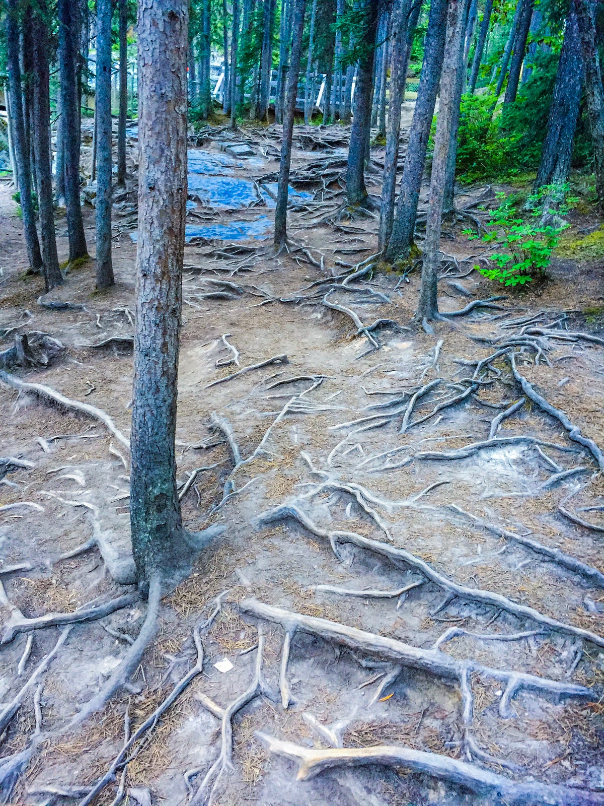 Roots of wisdom. Have you ever been to a place in life… | by Sara ...