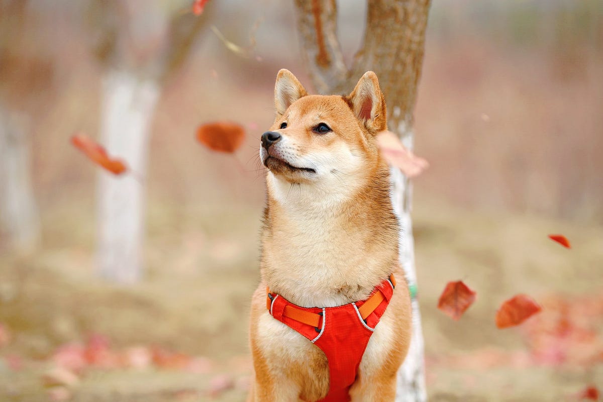 My First 1 Million Shiba Inu Coins | by Florin Marchis | Geek Culture ...