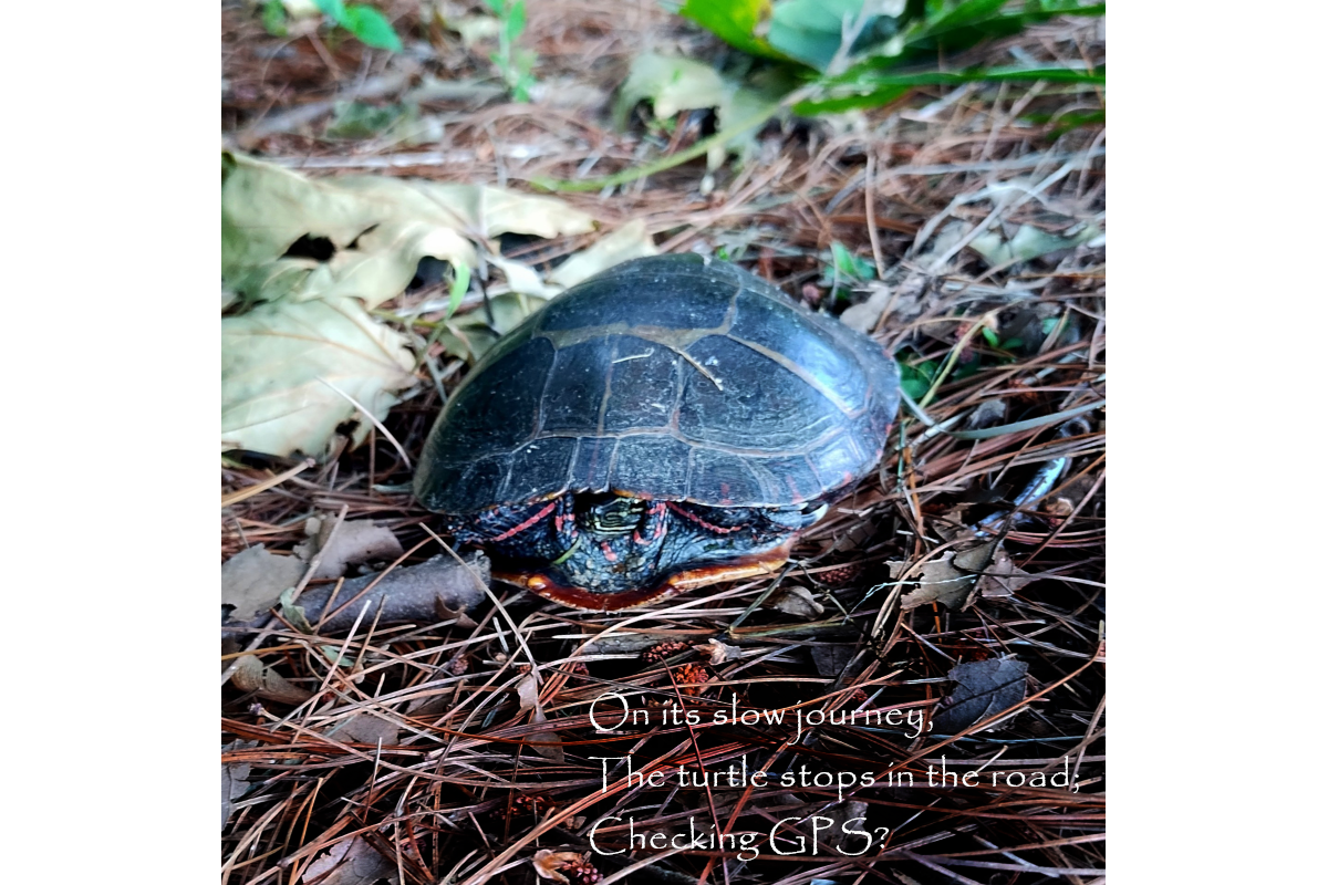 A Turtle Turtling. Why did the turtle cross the road? | by K R Smith ...