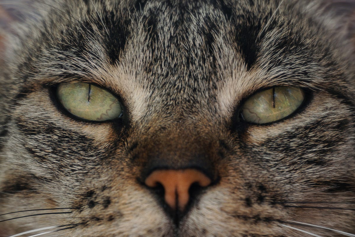 Cats / Gatos. Short Polyglot Poetry | by Samuel Cracia | Polyglot ...