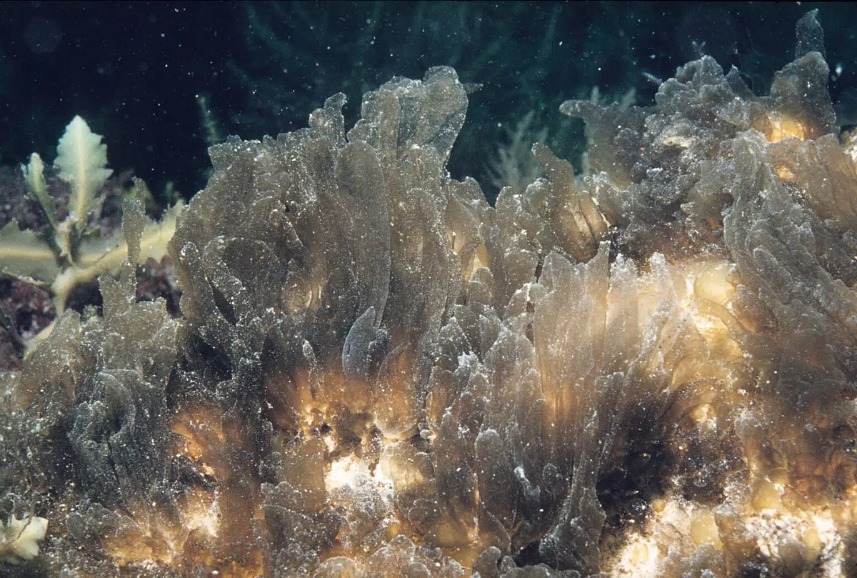 Future of Environmental Monitoring: 4D Geospatial Indexing in Ocean and ...