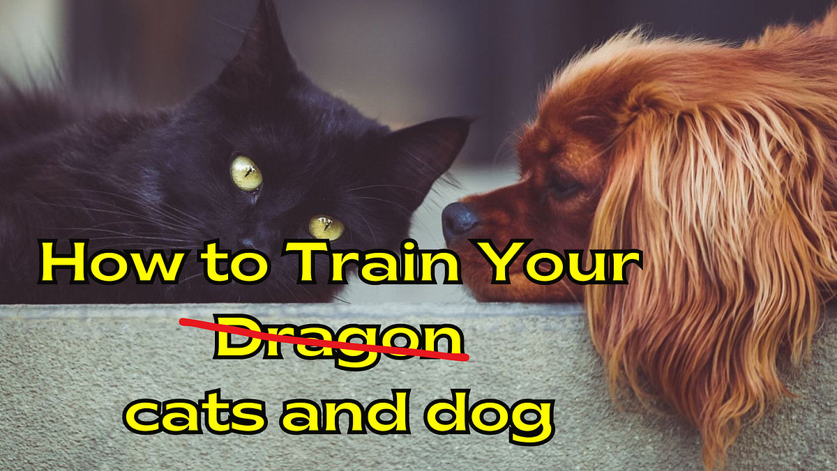 Ultimate Guide — Training Your Dogs And Cats | by Million_Hour | Medium
