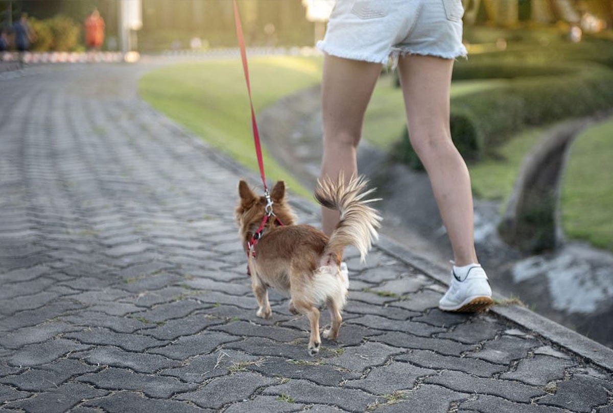 Two Most Important Types of Dog Walks EVERY Dog Owner Needs to Know ...