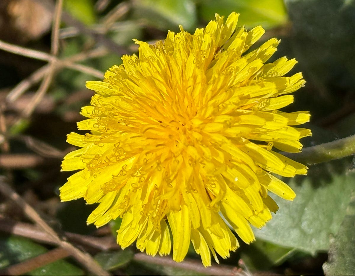 As it’s Dandelion Day. It certainly deserves celebration | by Dr. Seema ...