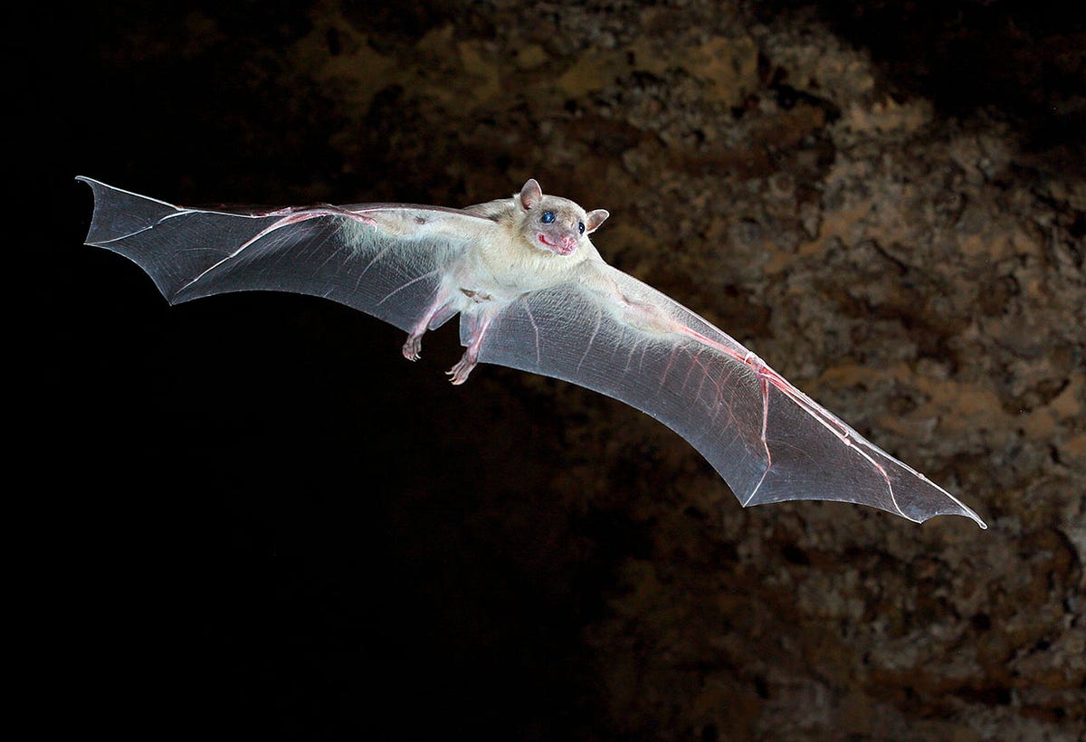 Yossi Yovel’s Groundbreaking Research in Neuroecology of Bat ...