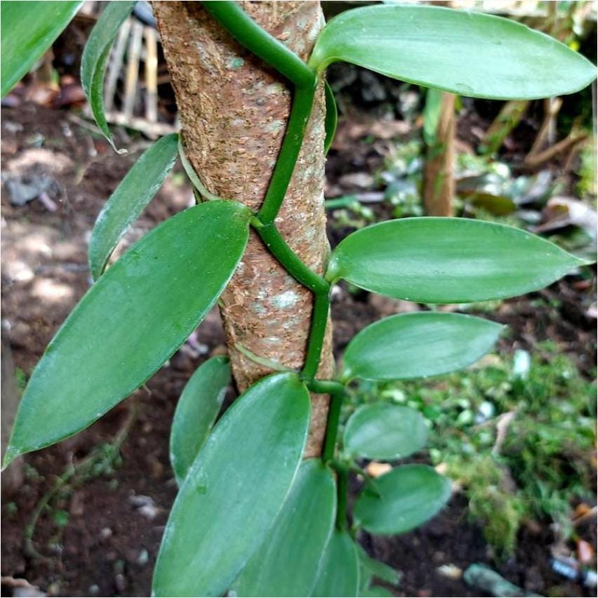 Bibit Stek Vanili 3 Ruas Daun Pacitan Terunggul | by Jogokaryo Gardener ...