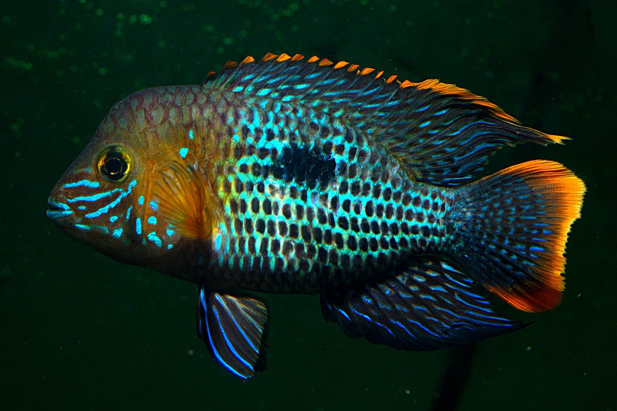 All About Electric Blue Acara 2022 Review | by Fish Nurture | Medium