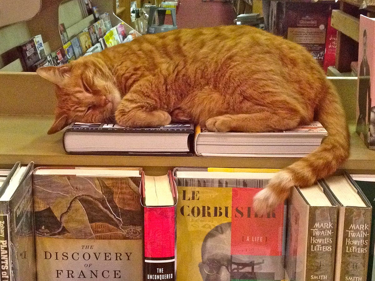 Feline literature for cat lovers. An interview with Zulie Rane’s Cat ...