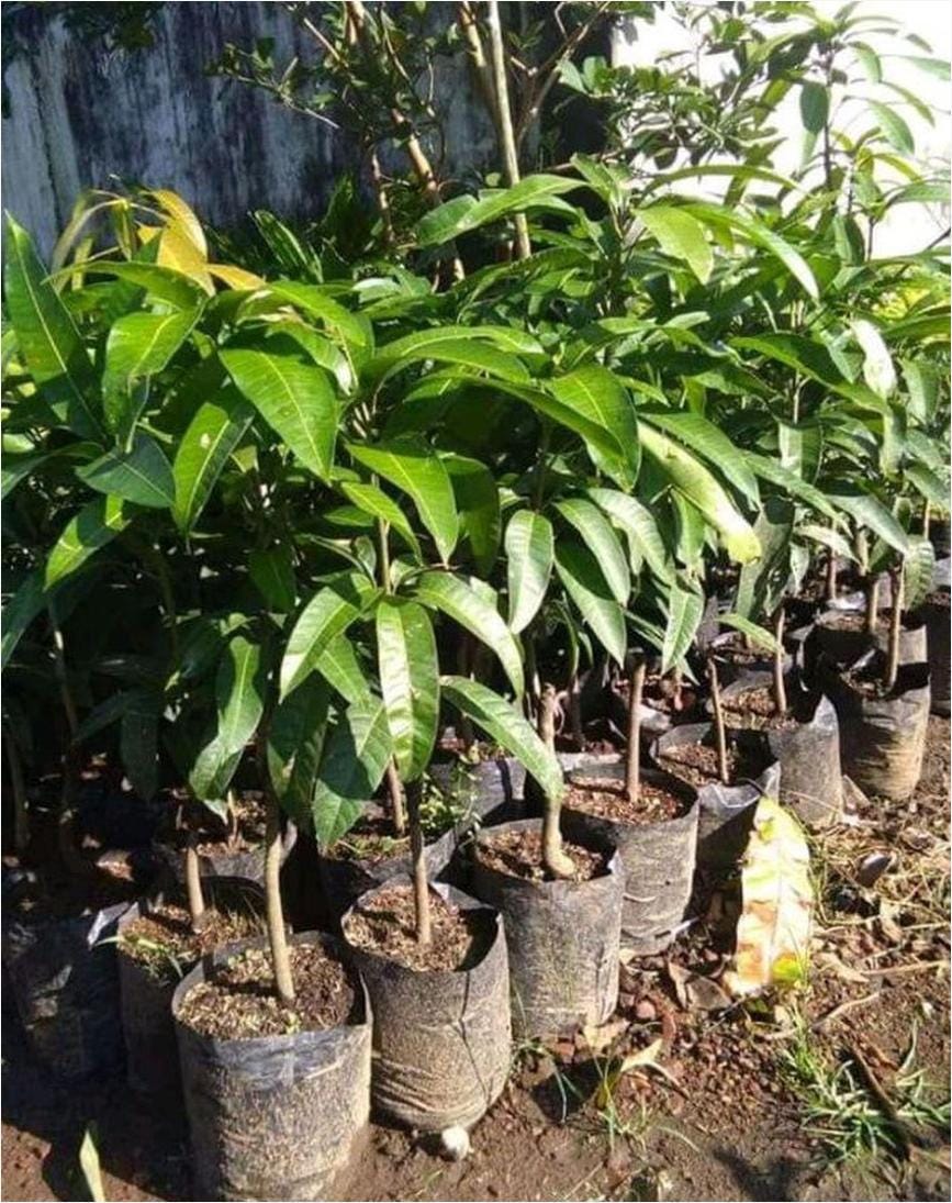 Bibit Mangga Gadung Hasil Okulasi Kudus Terlengkap | by farzan bibit ...