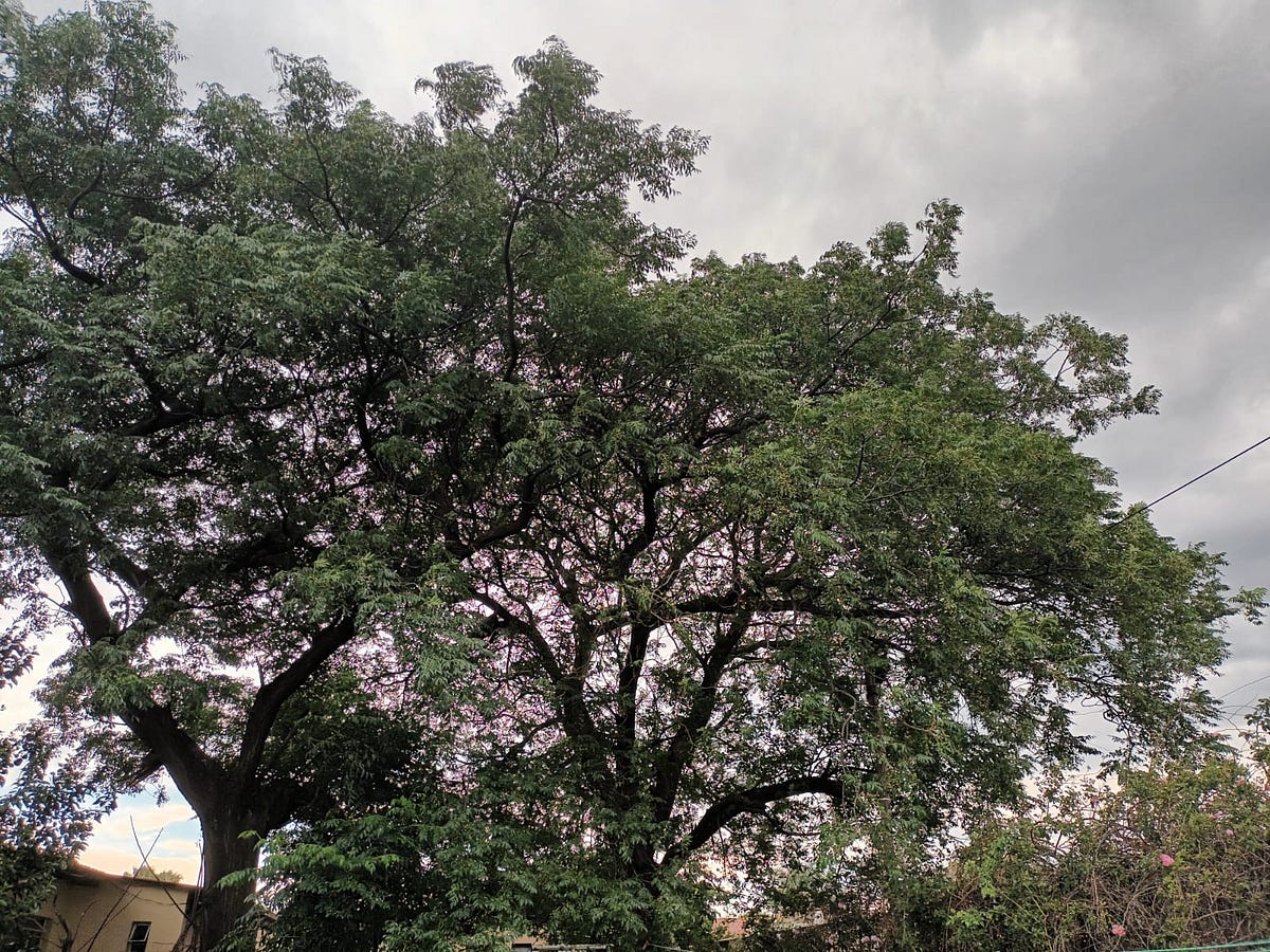 My Trees. I talk to my trees | by Elvis Beck | Nov, 2024 | Medium