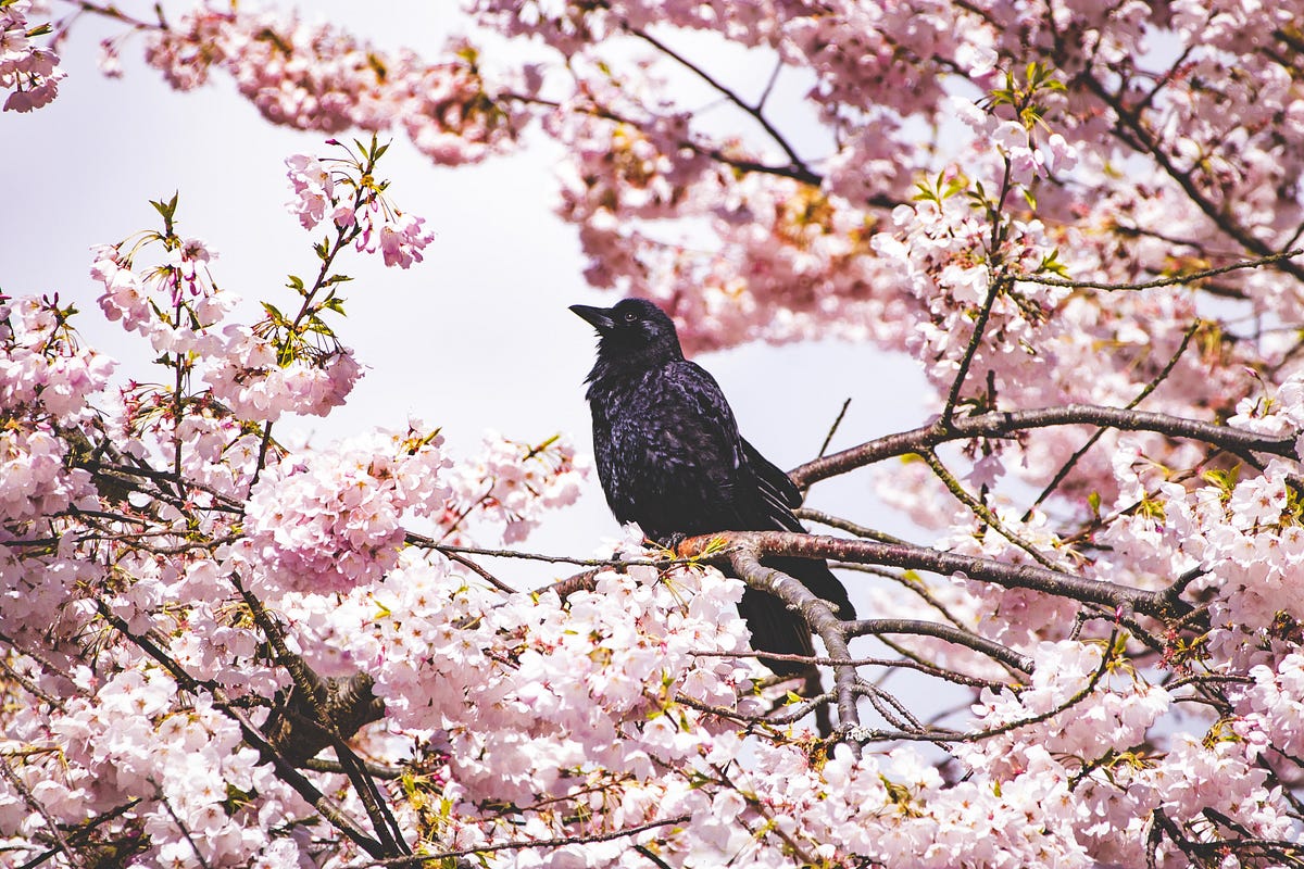 Feathers spring 2019 news and v4 beta test | by David Luecke | The ...