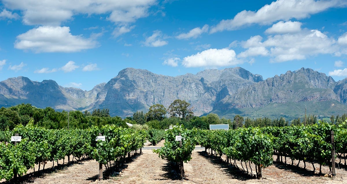 A revolution in wine tech. Today, we’re introducing a… | by Wine ...